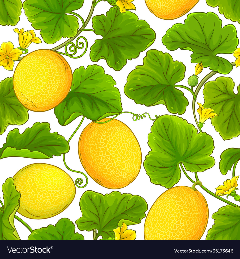 Melon pattern Royalty Free Vector Image - VectorStock