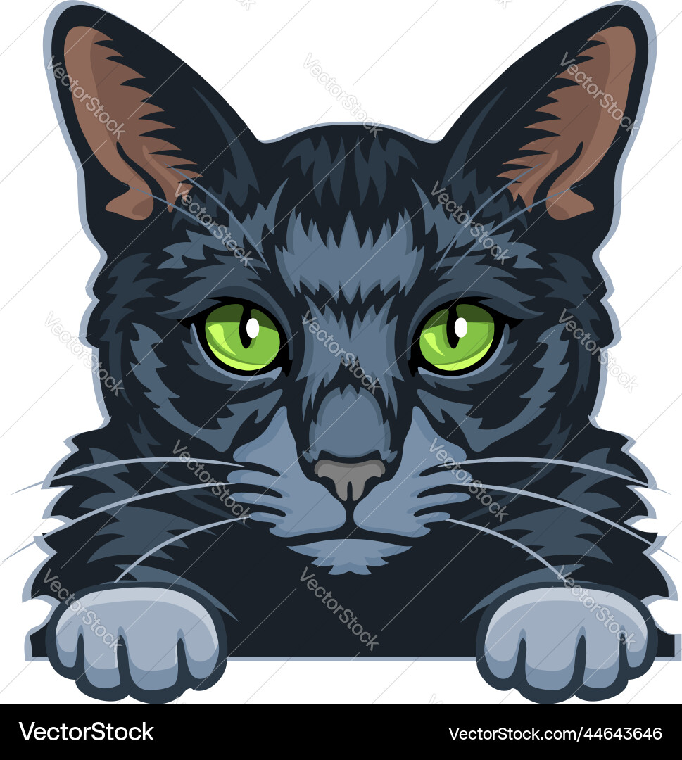 Russian blue cat color peeking cats Royalty Free Vector