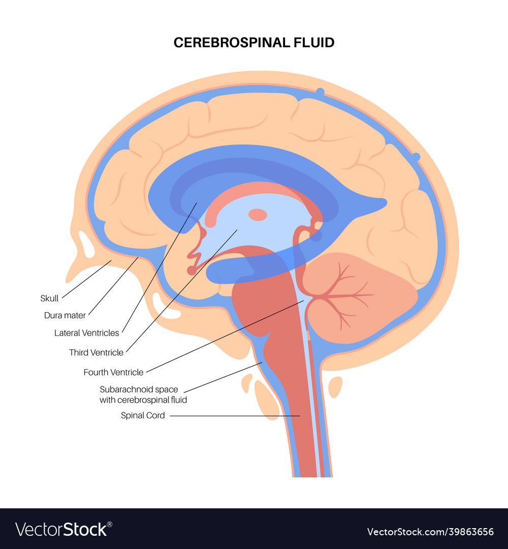 Ventricular system concept Royalty Free Vector Image