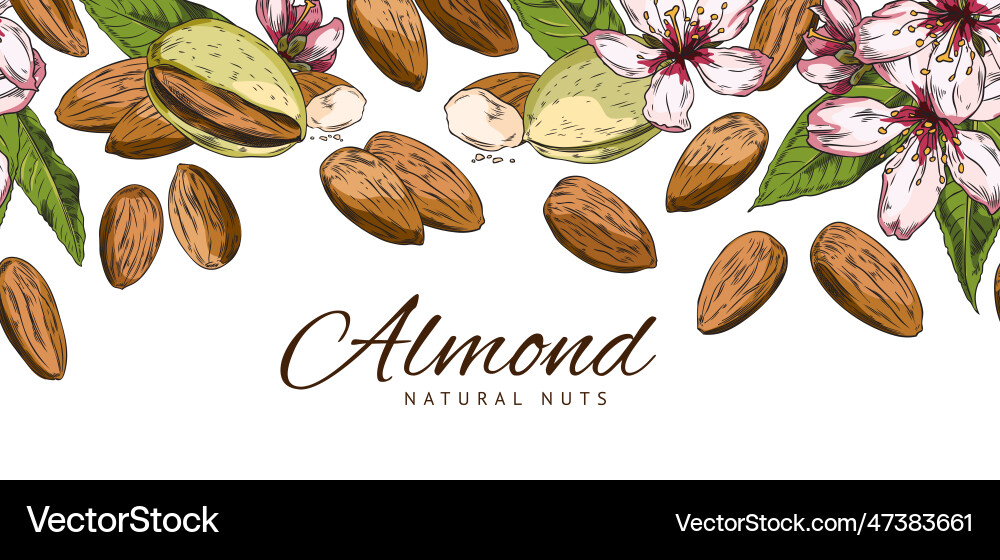 Natural almond nuts advertising banner with text Vector Image