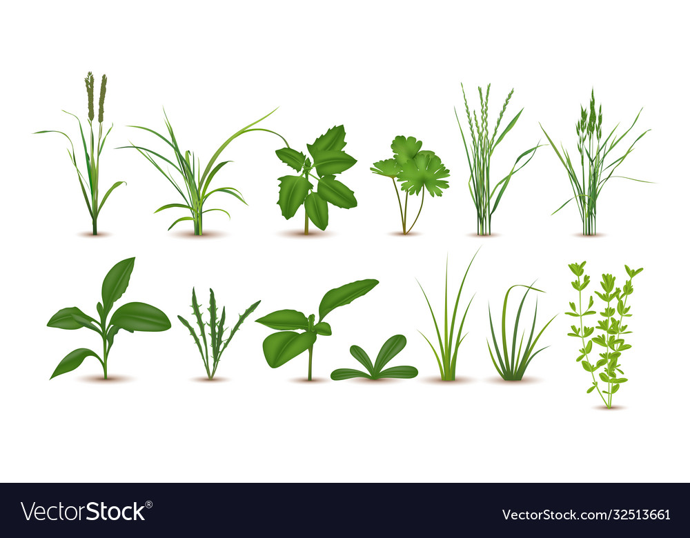 Realistic detailed 3d green grass set Royalty Free Vector Realistic detailed 3d green grass set Royalty Free Vector