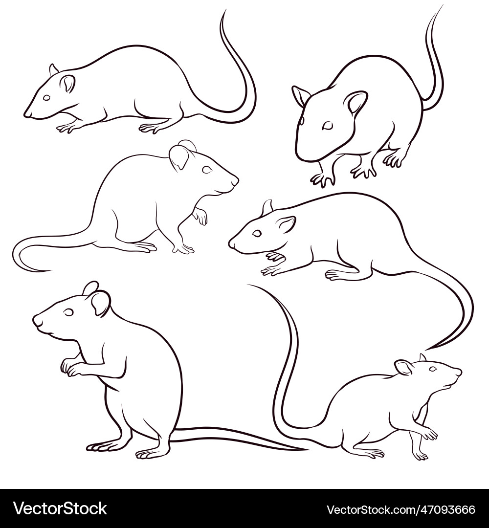 Set of hand drawn rat Royalty Free Vector Image