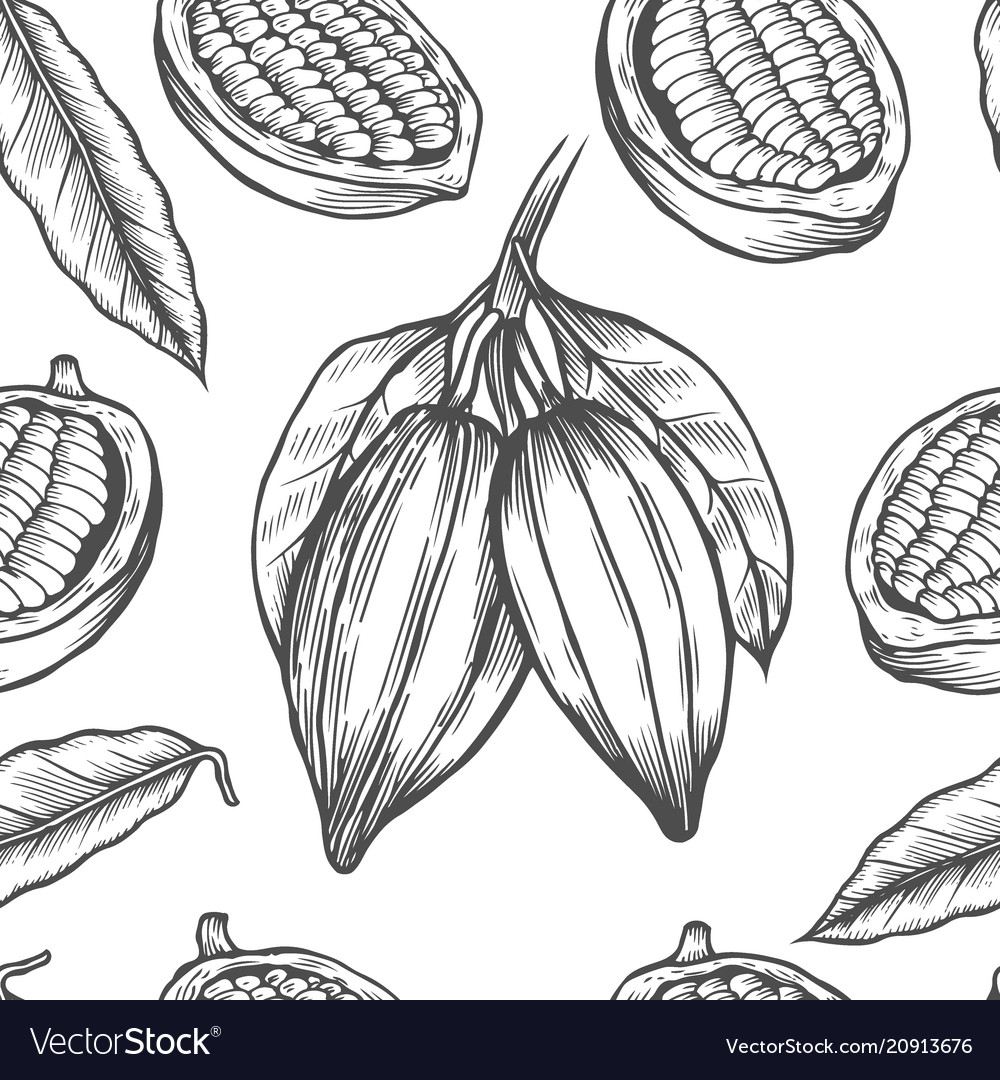 Cocoa tree Royalty Free Vector Image - VectorStock