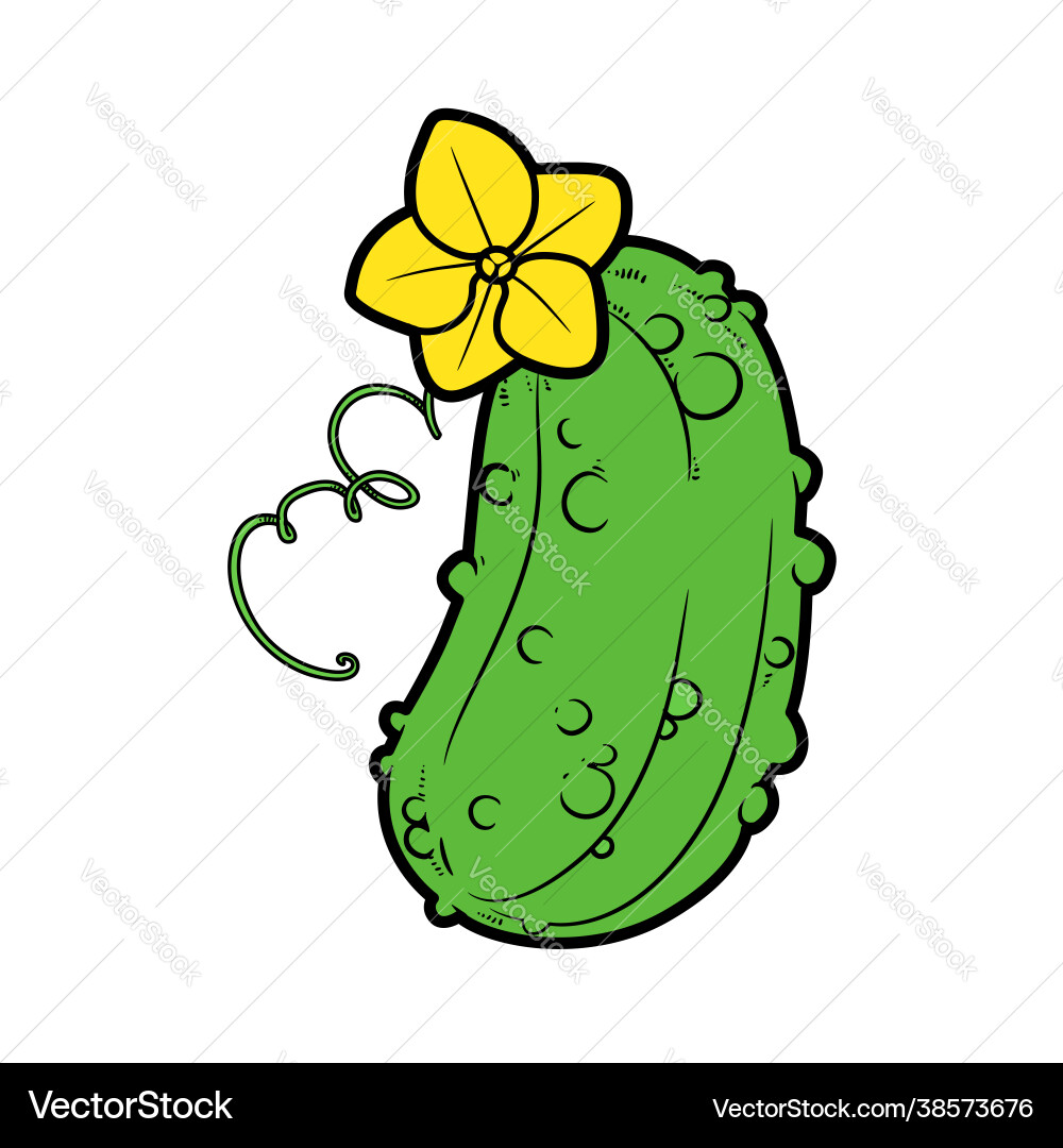 Cucumber with flower color variation for coloring Vector Image