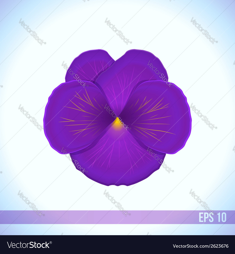 Head violet viola flower Royalty Free Vector Image