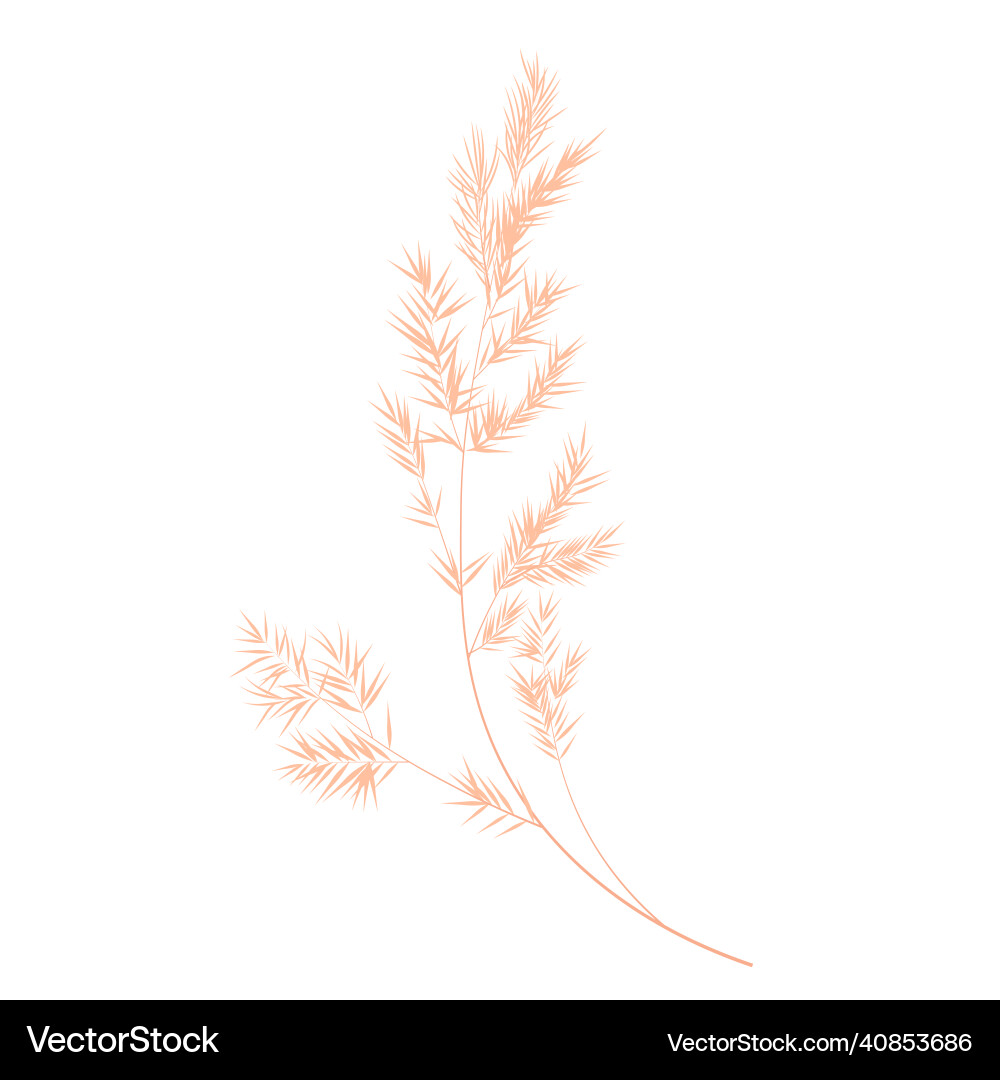 Stock of pampas grass Royalty Free Vector Image