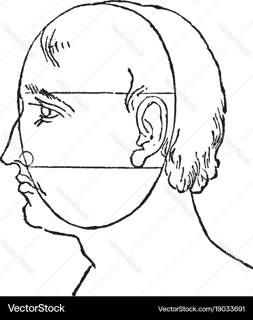 Face perspective laws of vintage Royalty Free Vector Image