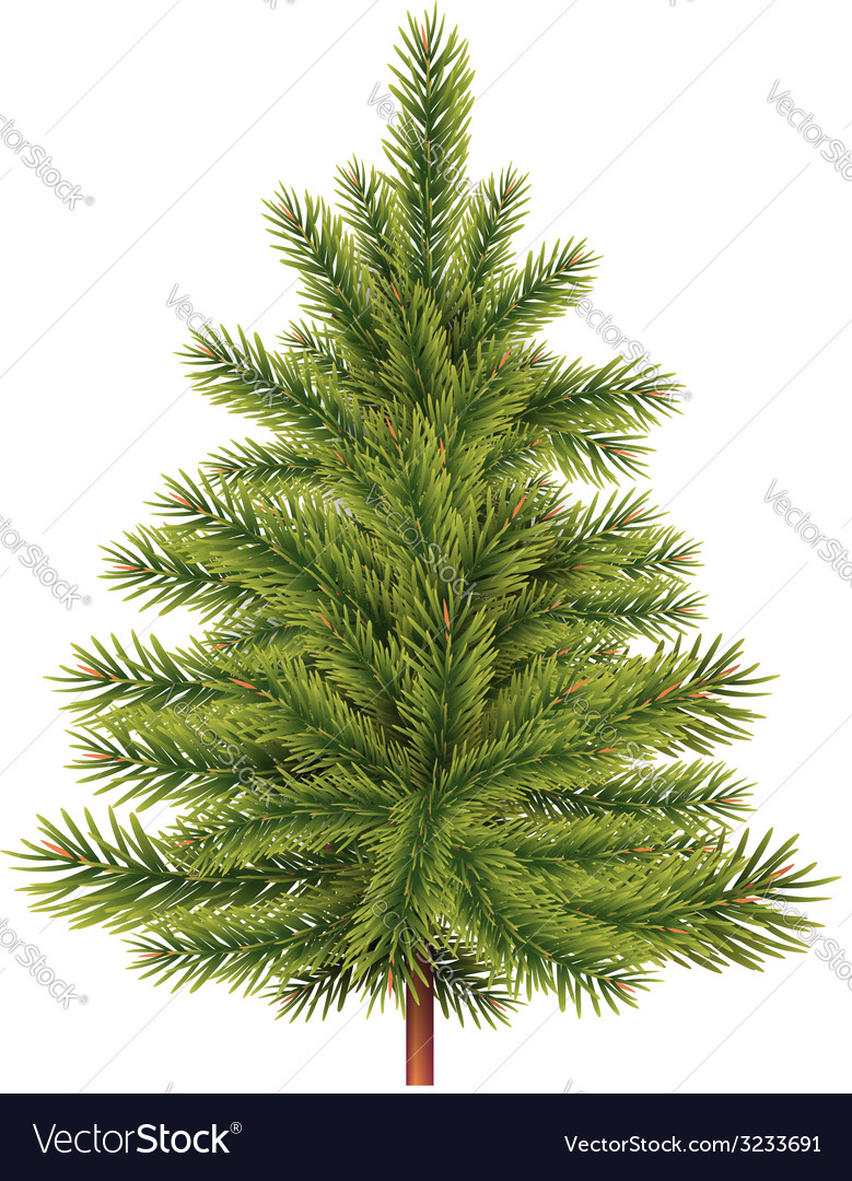 Fir tree Royalty Free Vector Image - VectorStock