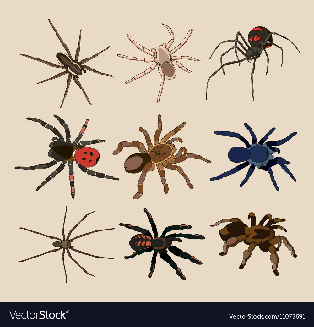 Spiders set Royalty Free Vector Image - VectorStock