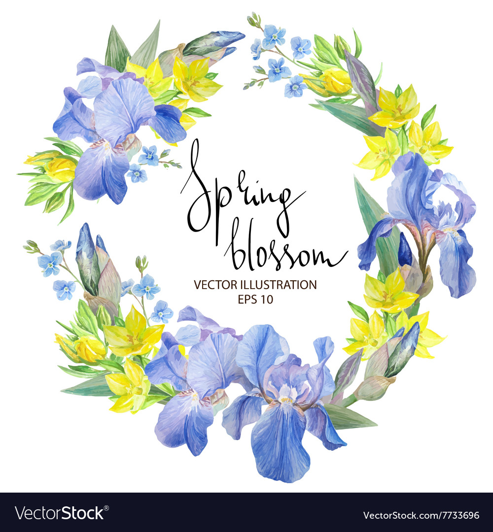 Blue iris Royalty Free Vector Image - VectorStock