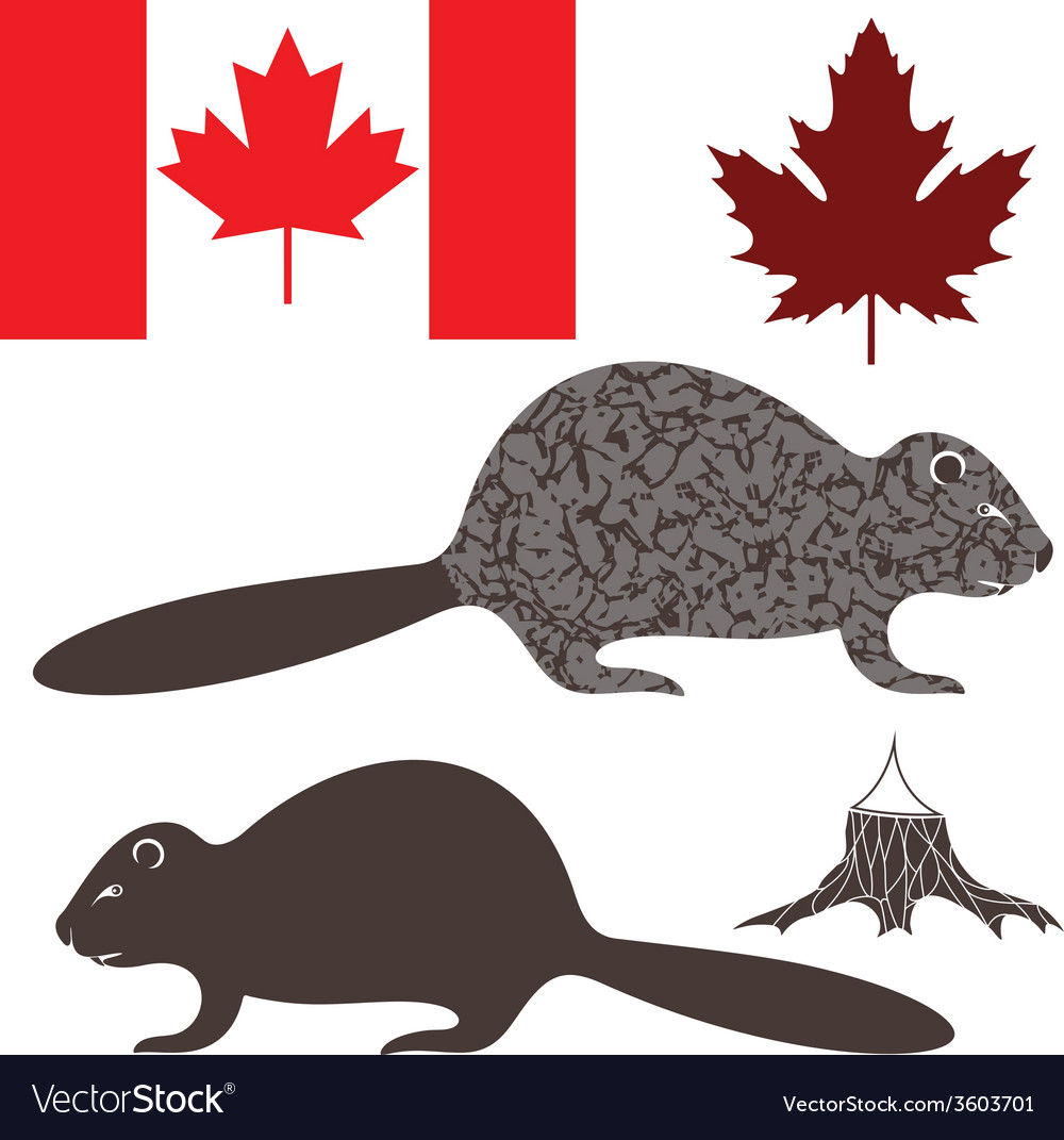 Beaver Royalty Free Vector Image - VectorStock