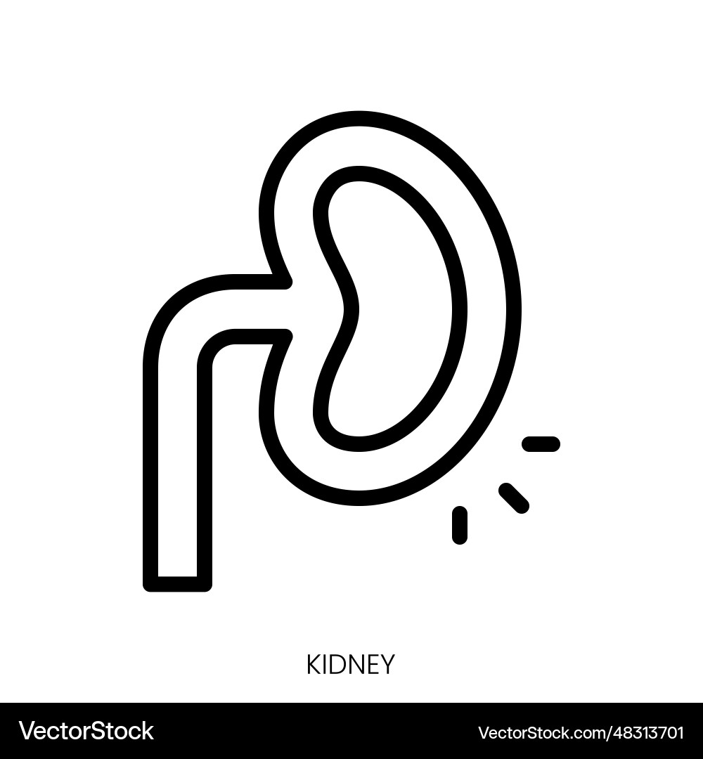 Kidney icon line art style design isolated Vector Image