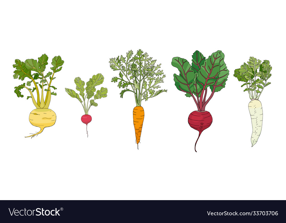 Root vegetables Royalty Free Vector Image - VectorStock