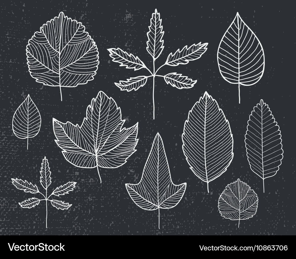 Set of hand drawn tree leaves - white Royalty Free Vector