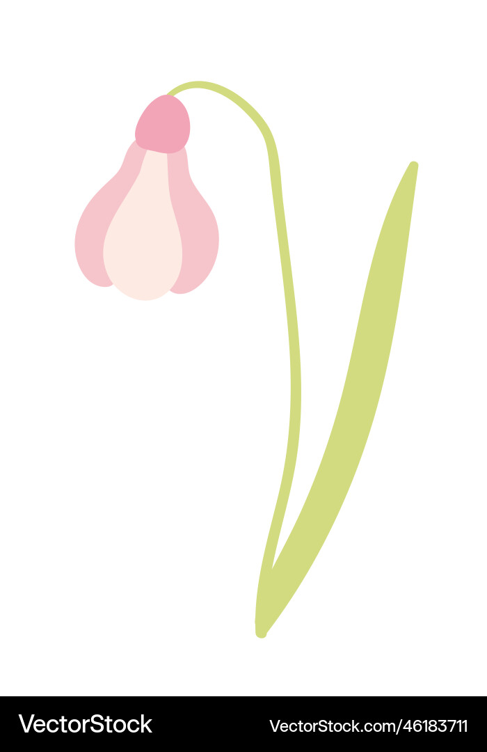 Pink snowdrop flower with leaves Royalty Free Vector Image
