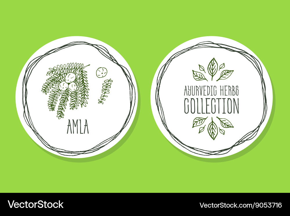 Ayurvedic herb - product label with amla Vector Image