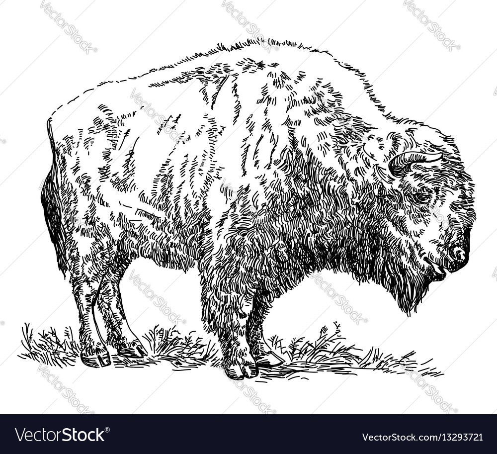 Bison hand drawing Royalty Free Vector Image - VectorStock