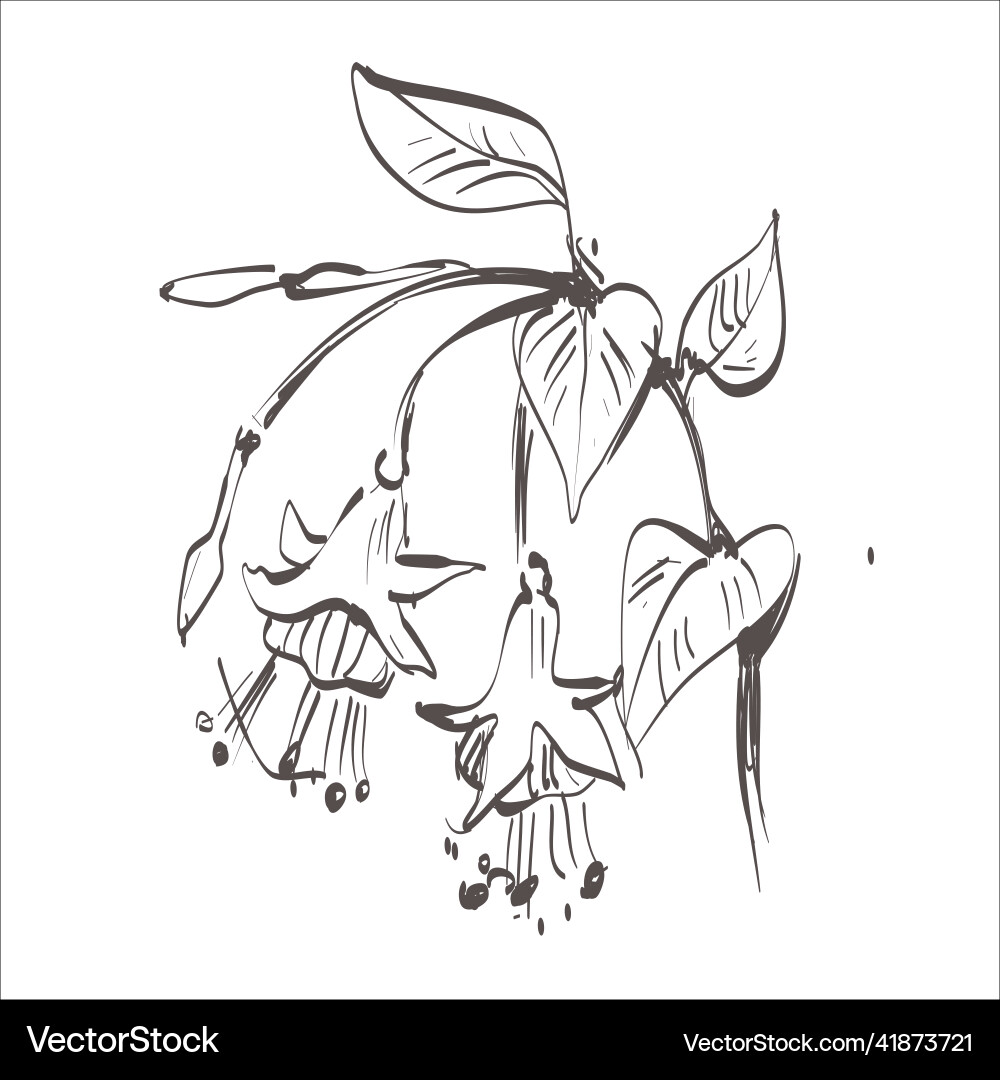 Drawing bell flowers isolated floral Royalty Free Vector