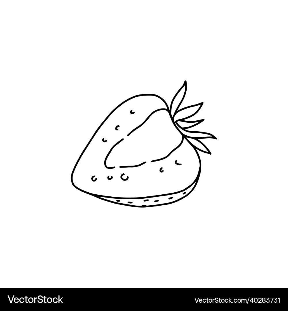 Half strawberry piece in hand drawn monochrome Vector Image