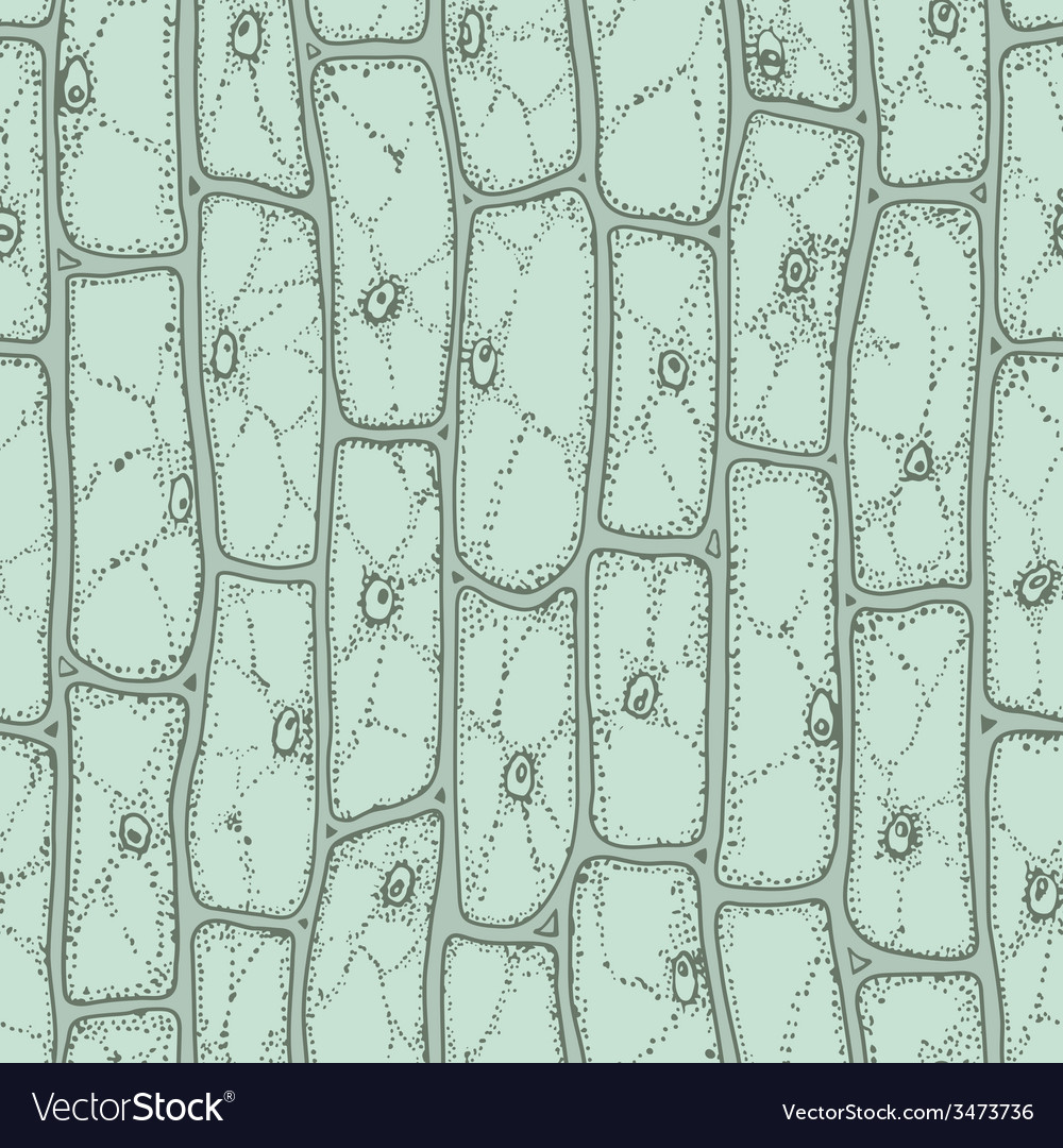 Plant cell pattern Royalty Free Vector Image - VectorStock