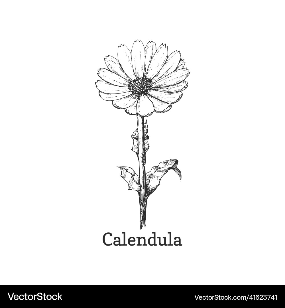 Calendula flower sketch in drawn marigold Vector Image