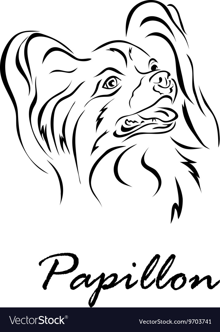 Papillon Royalty Free Vector Image - VectorStock