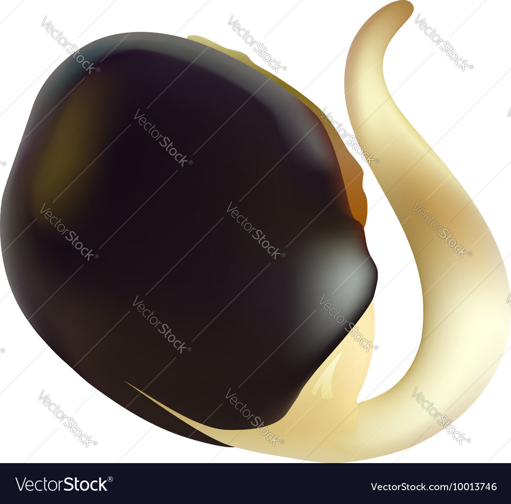 Seed Royalty Free Vector Image - VectorStock