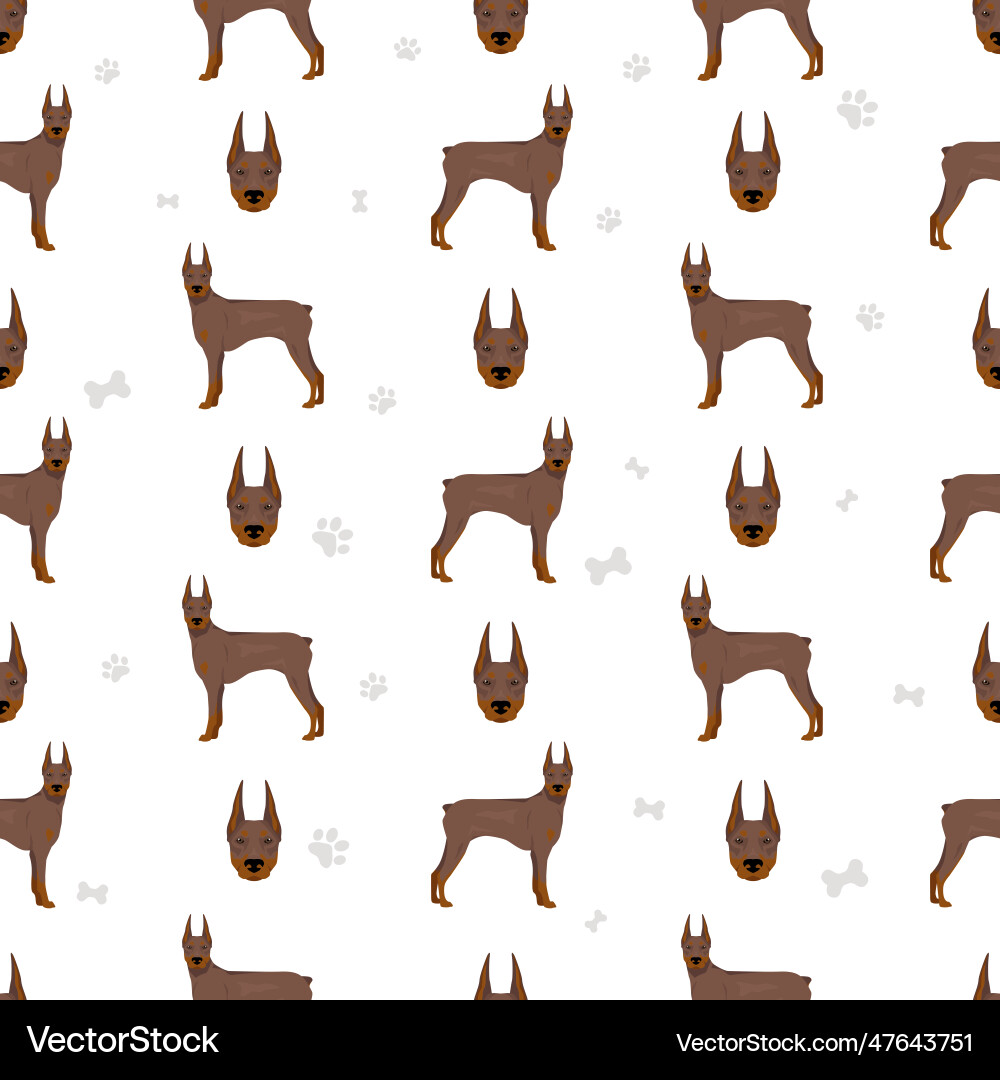 Doberman pinscher dogs seamless pattern different Vector Image