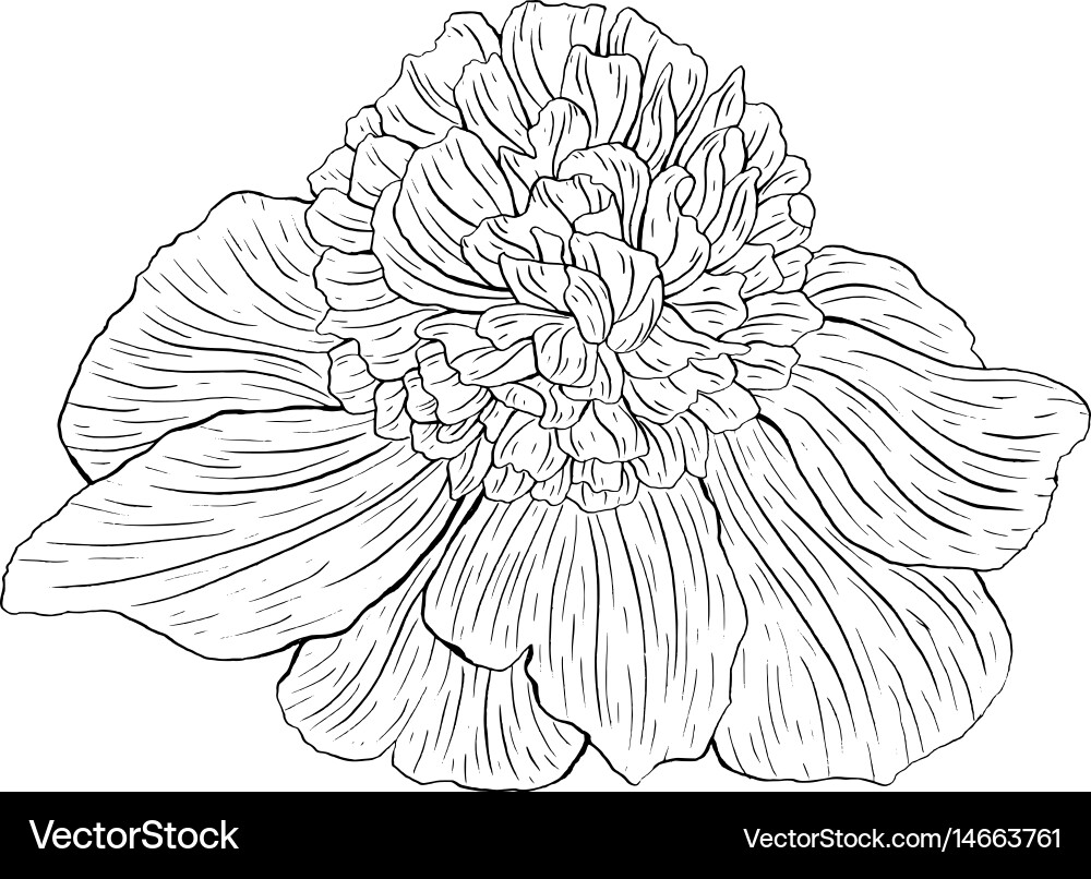 Flower ink sketch isolated on white background Vector Image