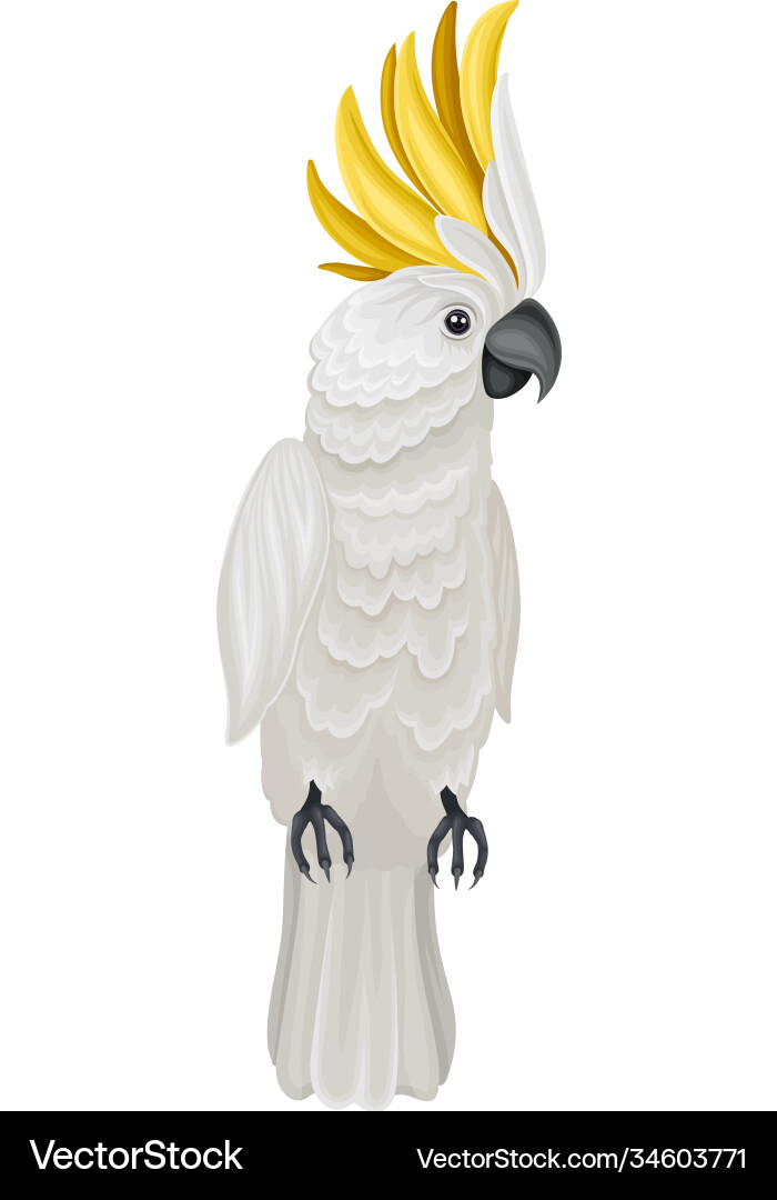 Cockatoo parrot with bright feathers as warm Vector Image