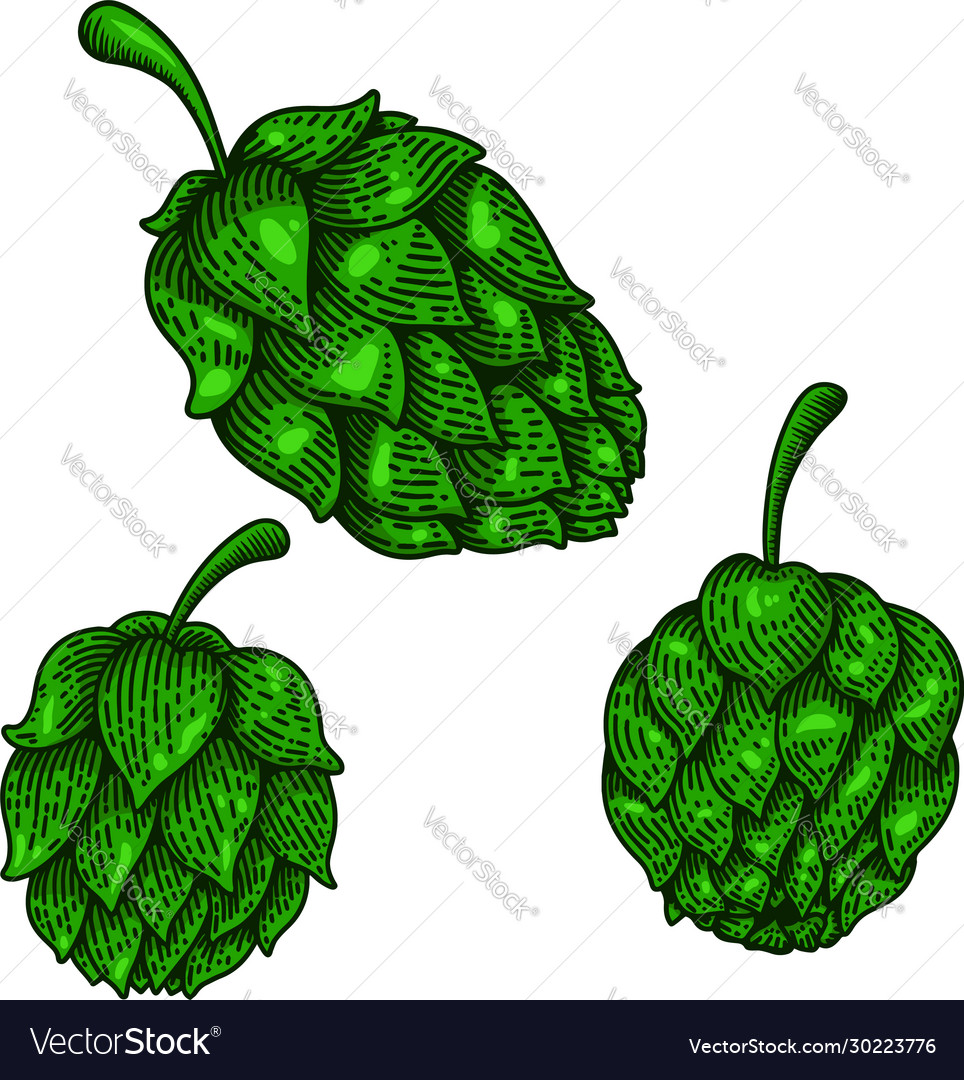 Set beer hops in engraving style design Royalty Free Vector