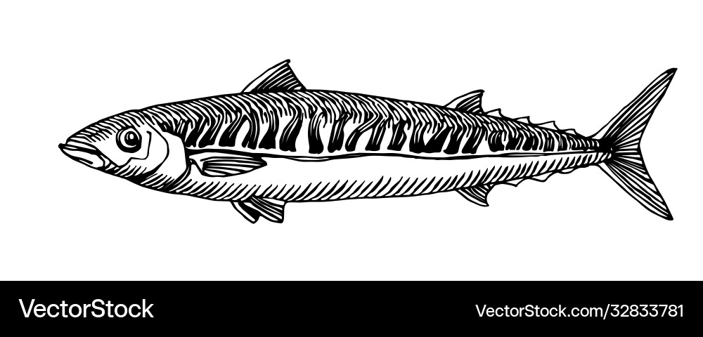 Atlantic mackerel commercial fish seafood Vector Image