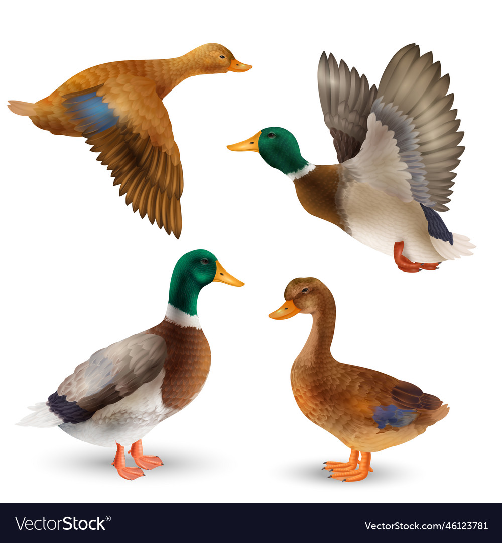Wild ducks set Royalty Free Vector Image - VectorStock