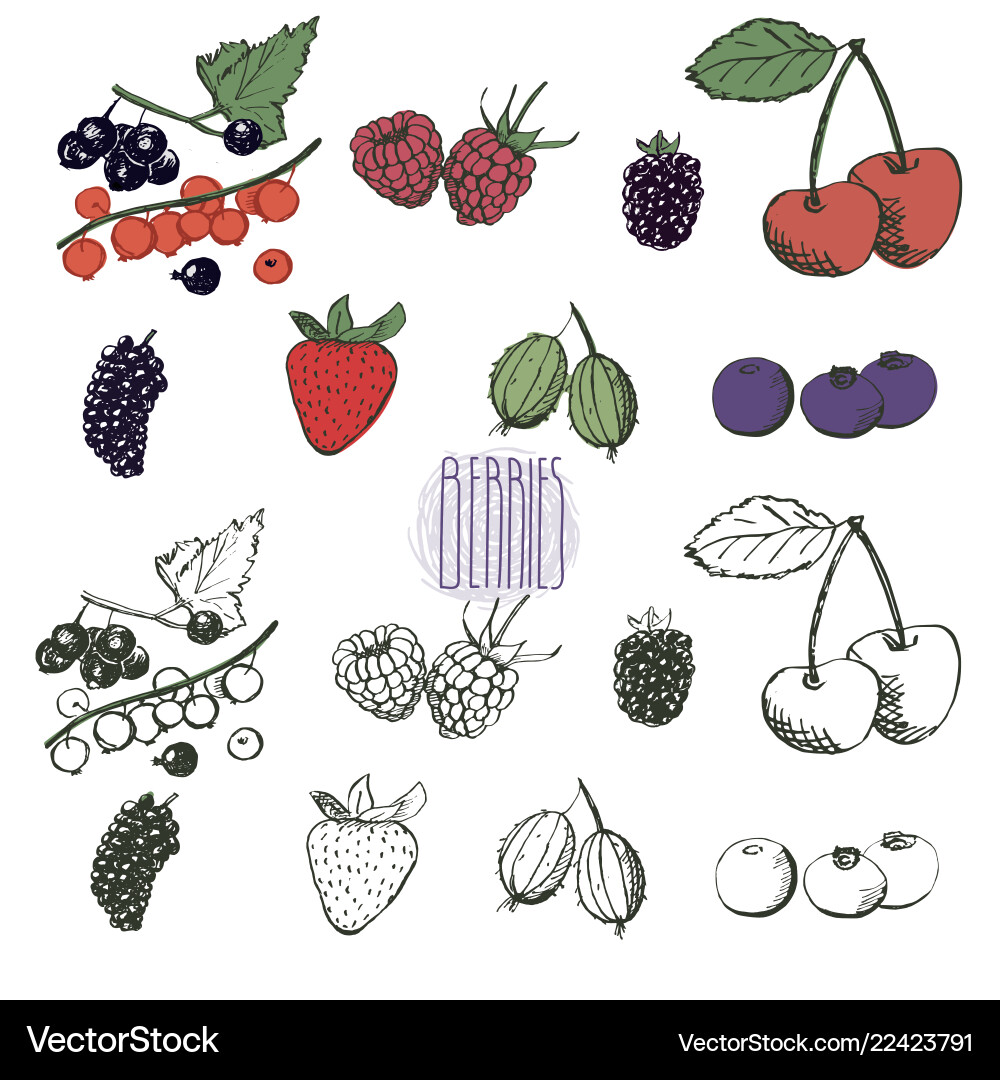 Berries collection hand drawn set of Royalty Free Vector