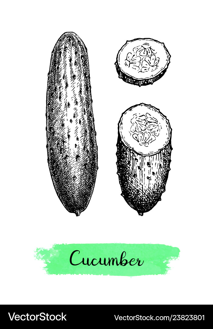 Ink sketch of cucumber Royalty Free Vector Image