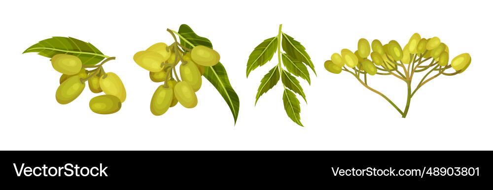 Neem plant with leafy branches and fruits Vector Image