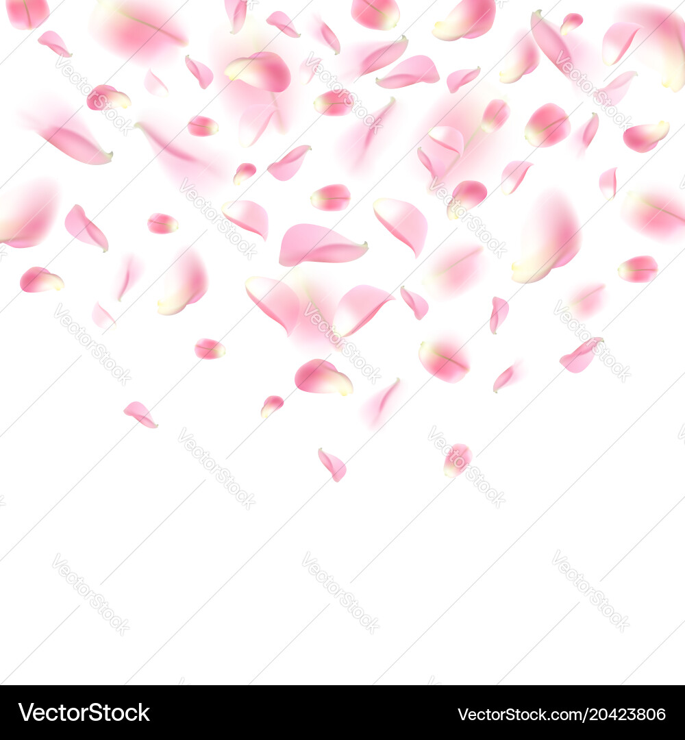 Background with realistic flying rose petals pink Vector Image