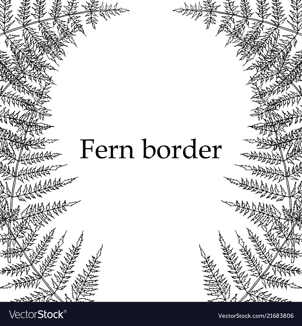 Fern drawing frame Royalty Free Vector Image - VectorStock