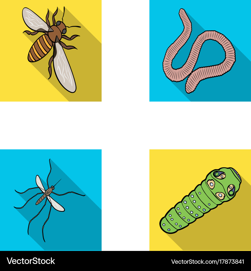Arthropods insect mosquito beeearth worm Vector Image