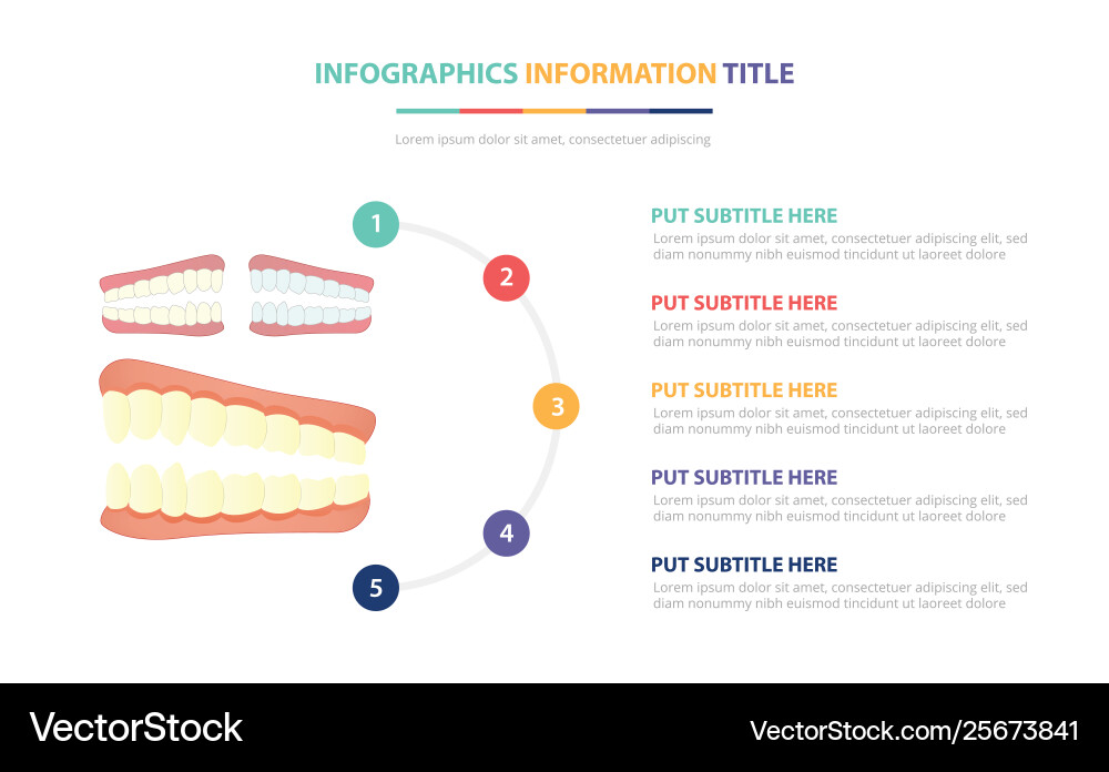 Human teeth tooth structure infographic template Vector Image