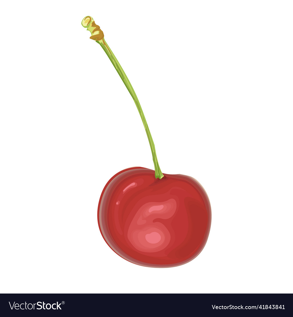 Realistic Cherry Design Royalty Free Vector Image