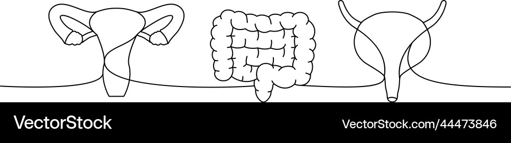 Set of human organs one line continuous drawing Vector Image