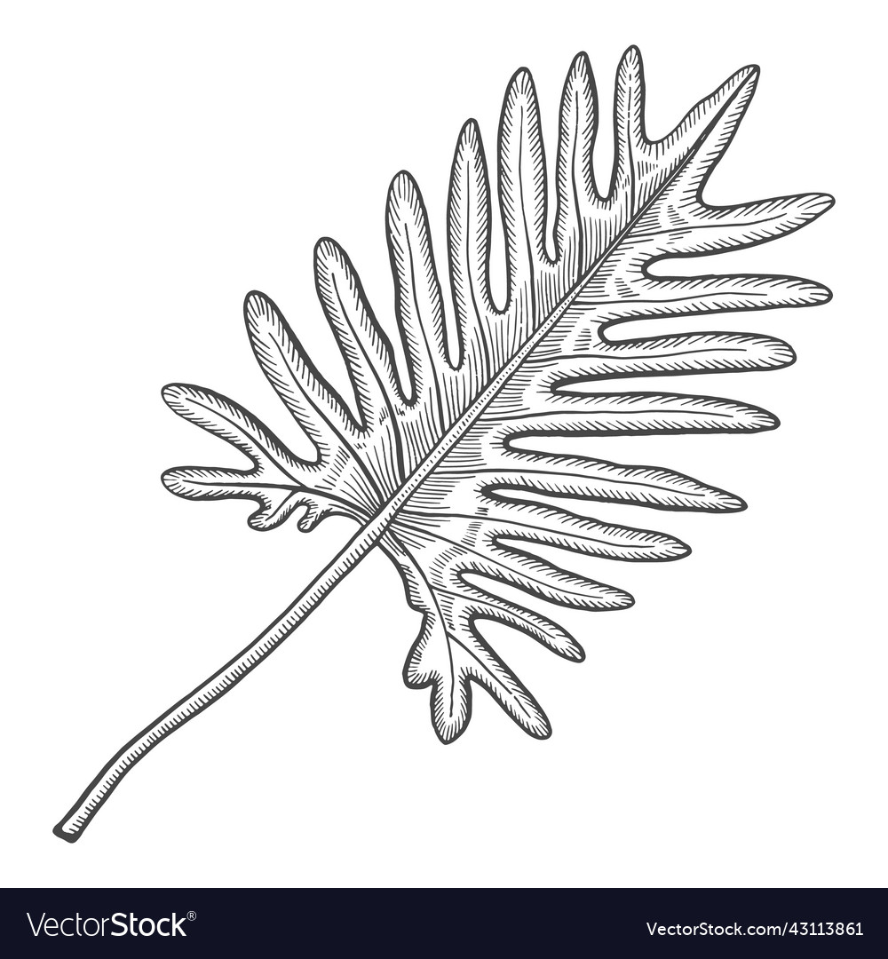 Philodendron tropical leaf plant isolated doodle Vector Image Philodendron tropical leaf plant isolated doodle Vector Image