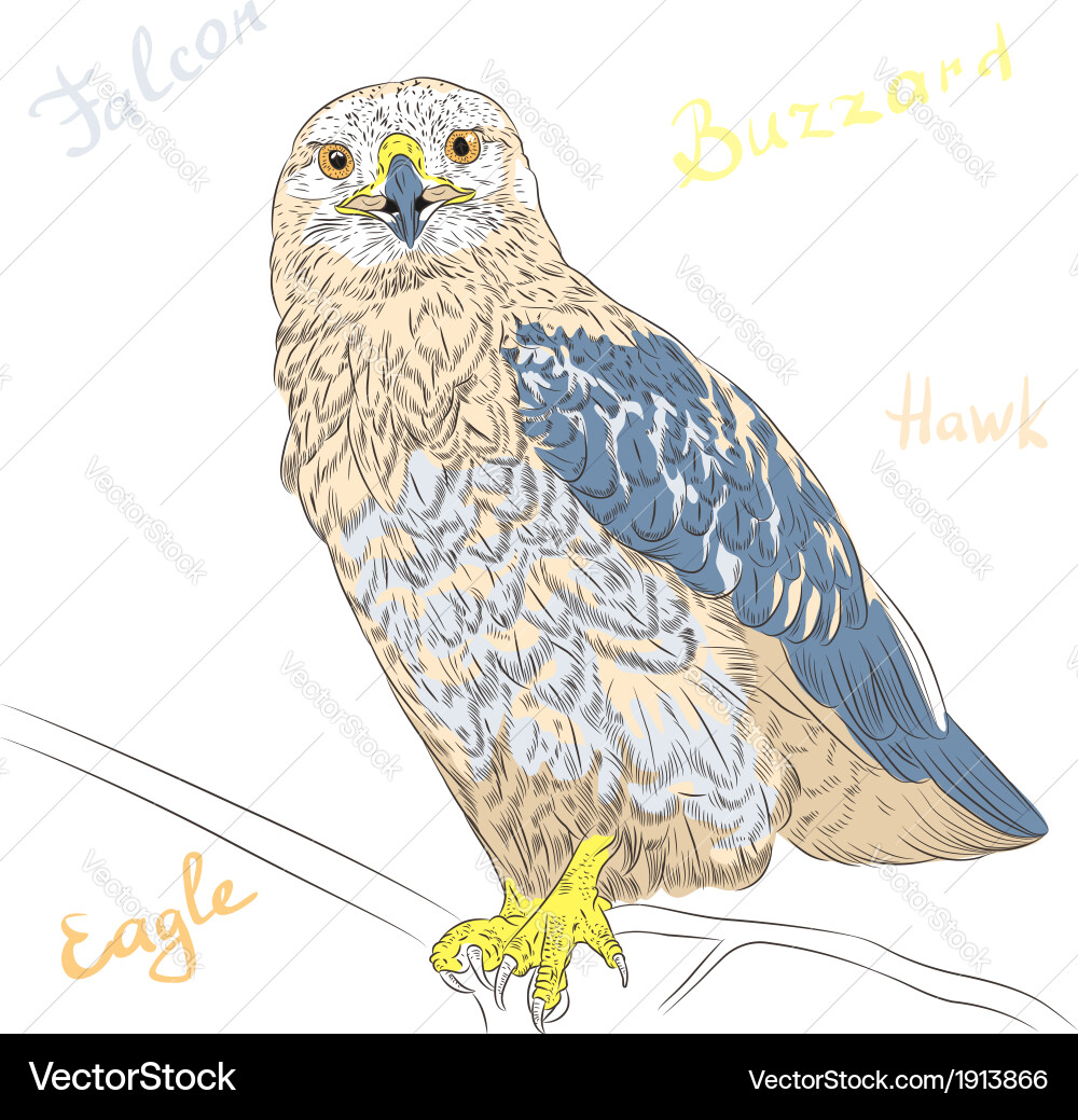 Cartoon colorful bird rough-legged buzzard Vector Image