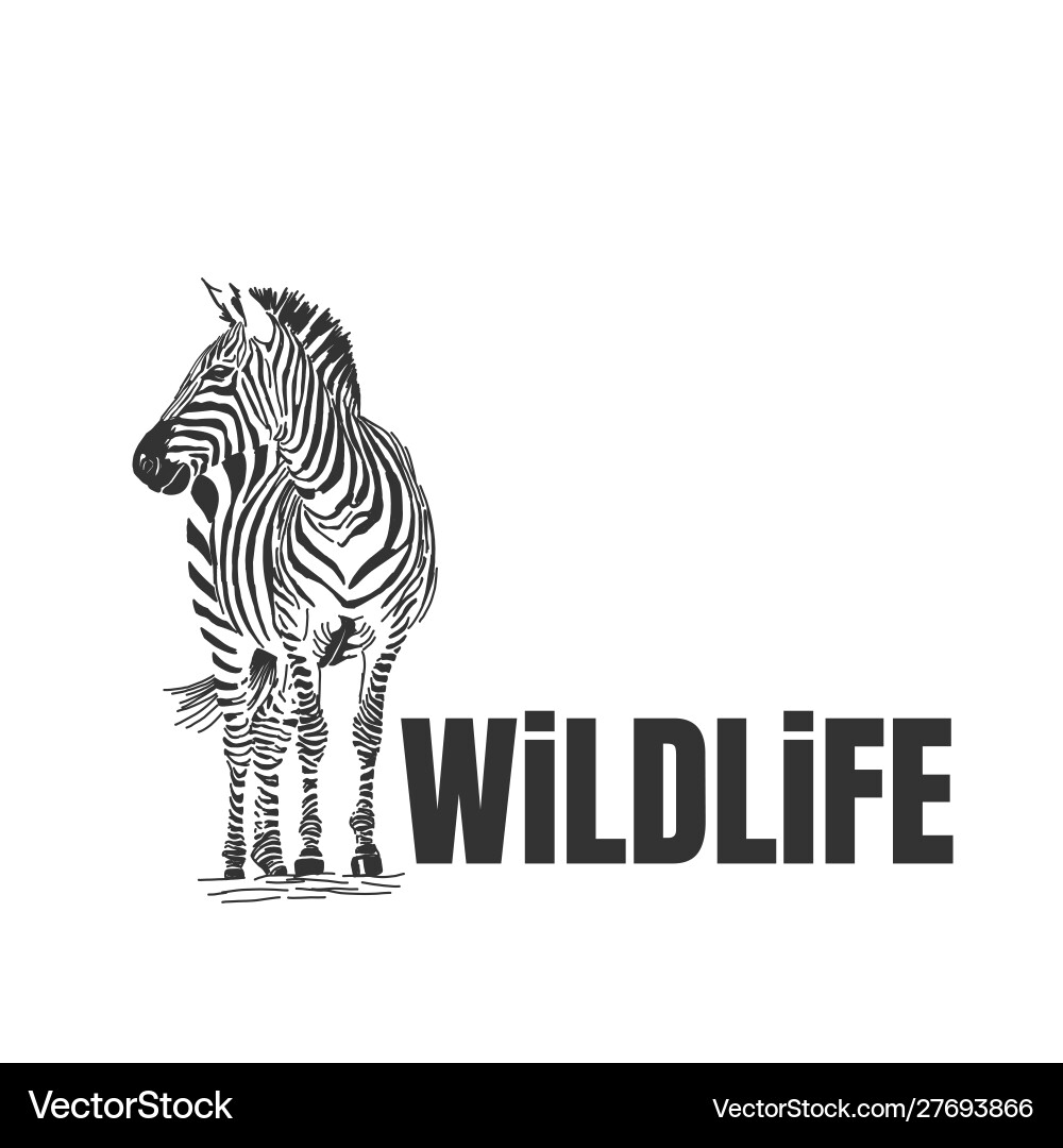 Hand drawn zebra with wildlife text isolated Vector Image