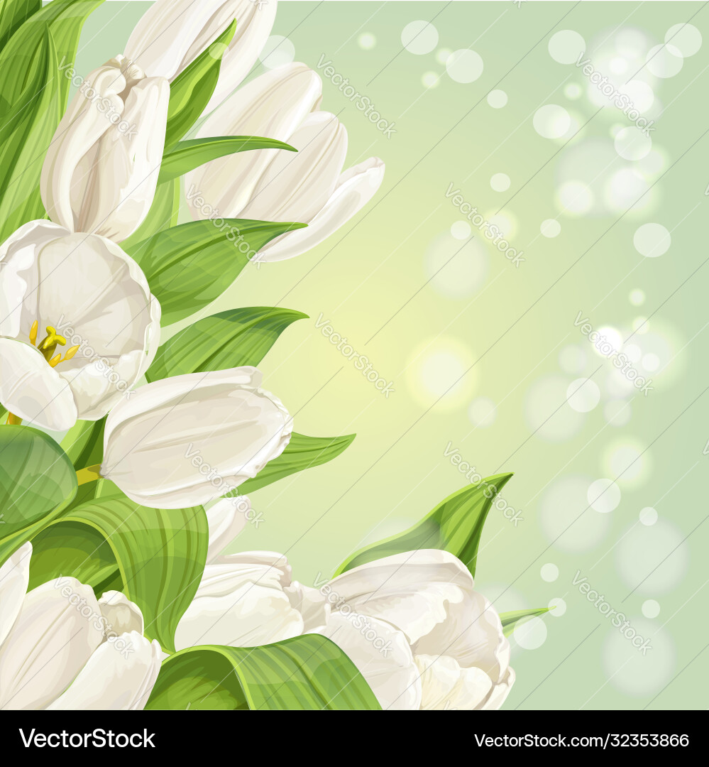 White tulips on background Royalty Free Vector Image