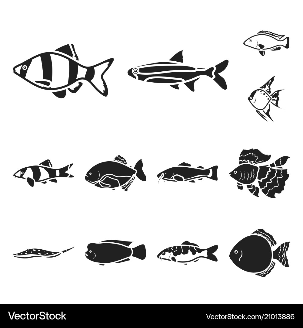 Different types of fish black icons in set Vector Image