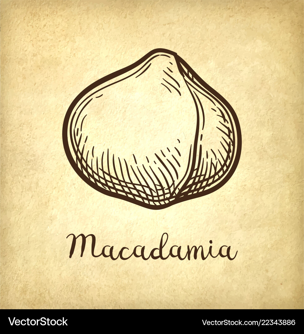 Ink sketch of macadamia Royalty Free Vector Image