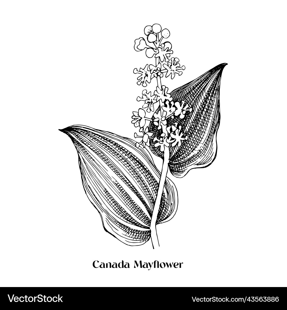 Maianthemum canadense or canada mayflower Vector Image