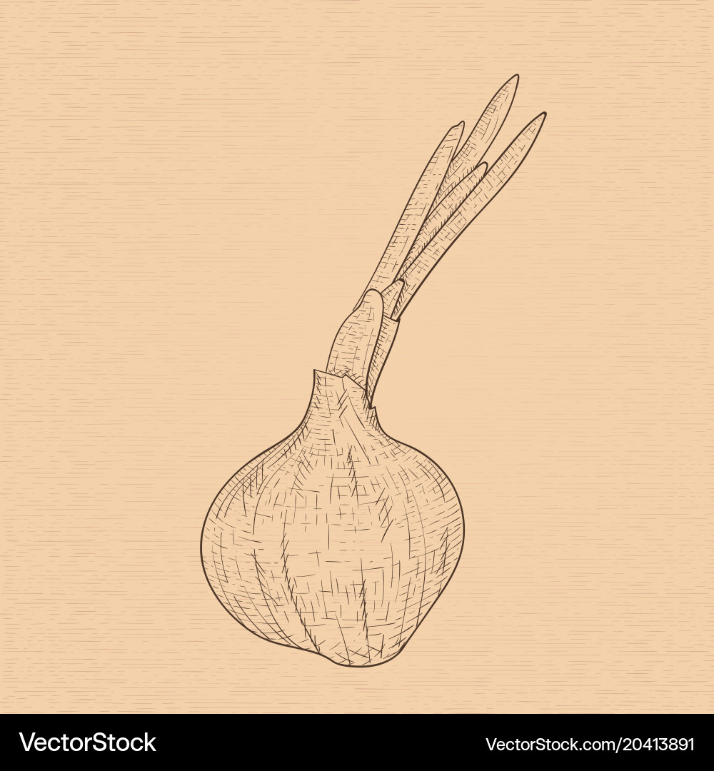 Onion hand drawn sketch on beige background Vector Image